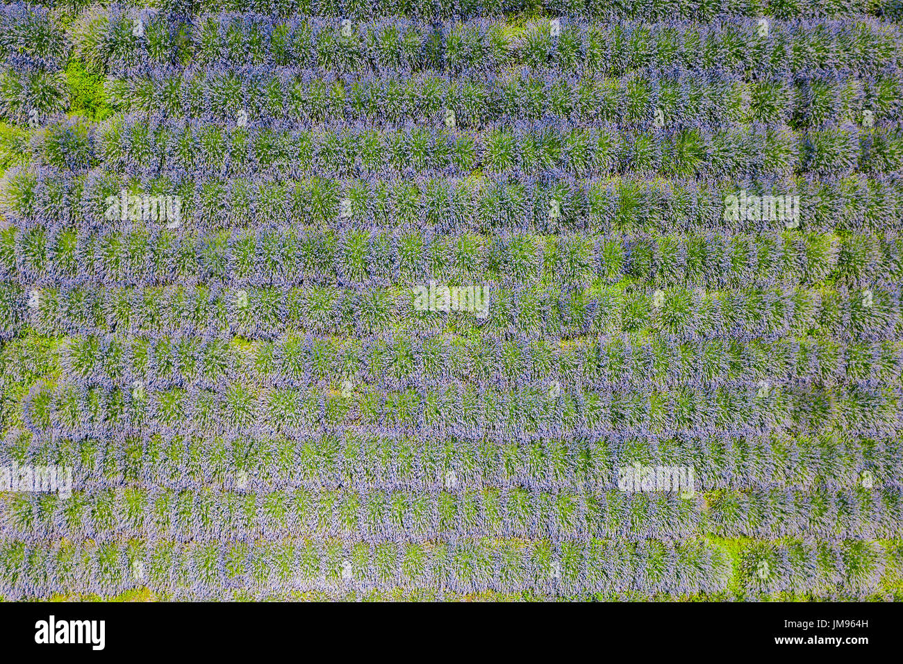 Beautiful lavender field aerial view hi-res stock photography and ...