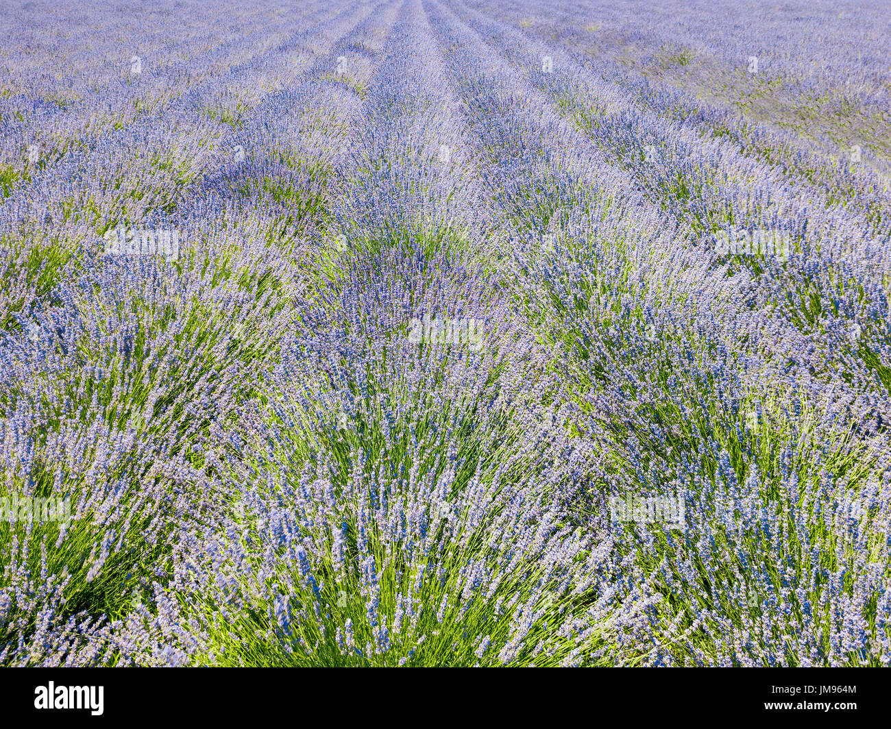 Birds eye view lavender field hi-res stock photography and images - Alamy