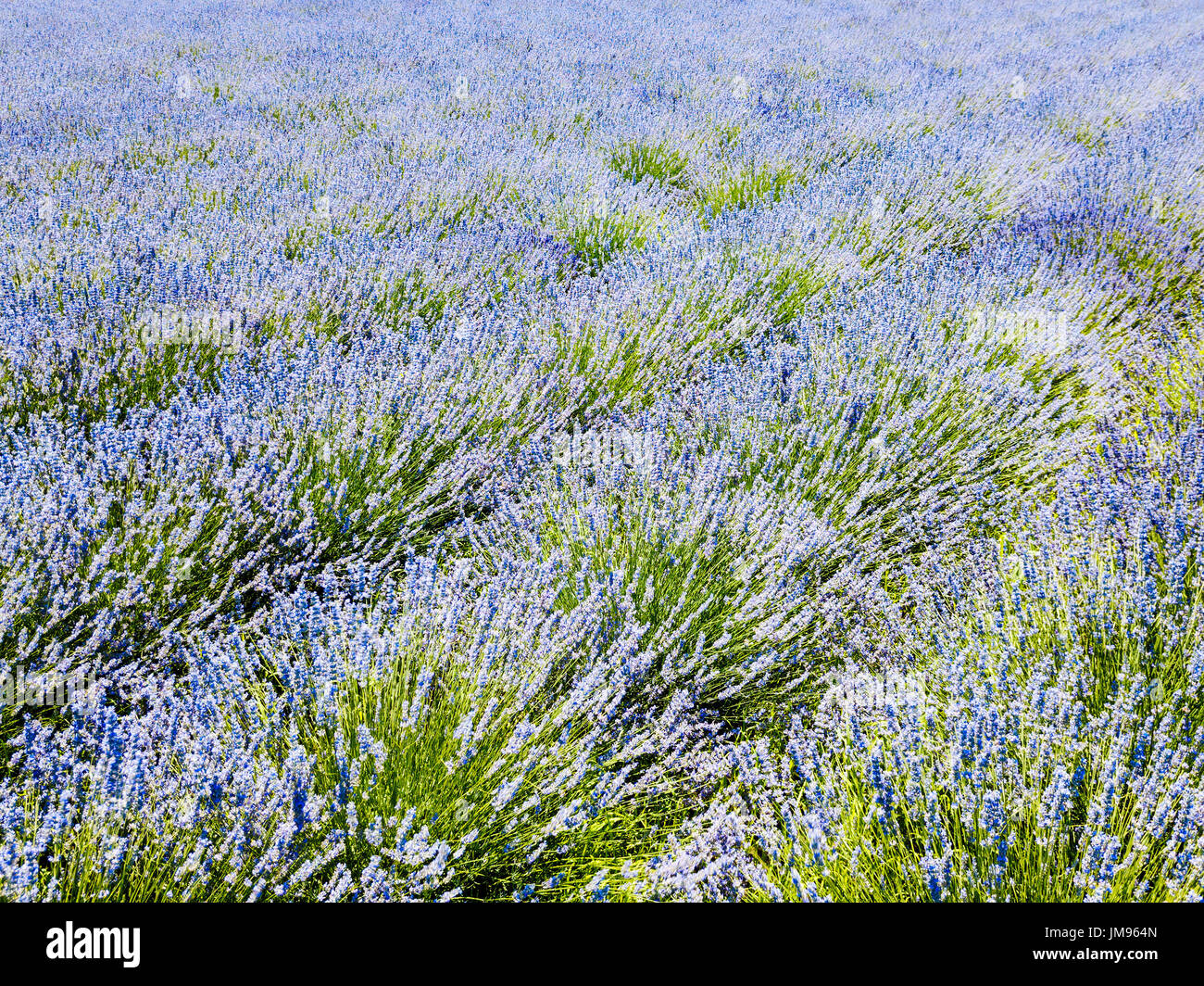 Aerial field flowers hi-res stock photography and images - Alamy