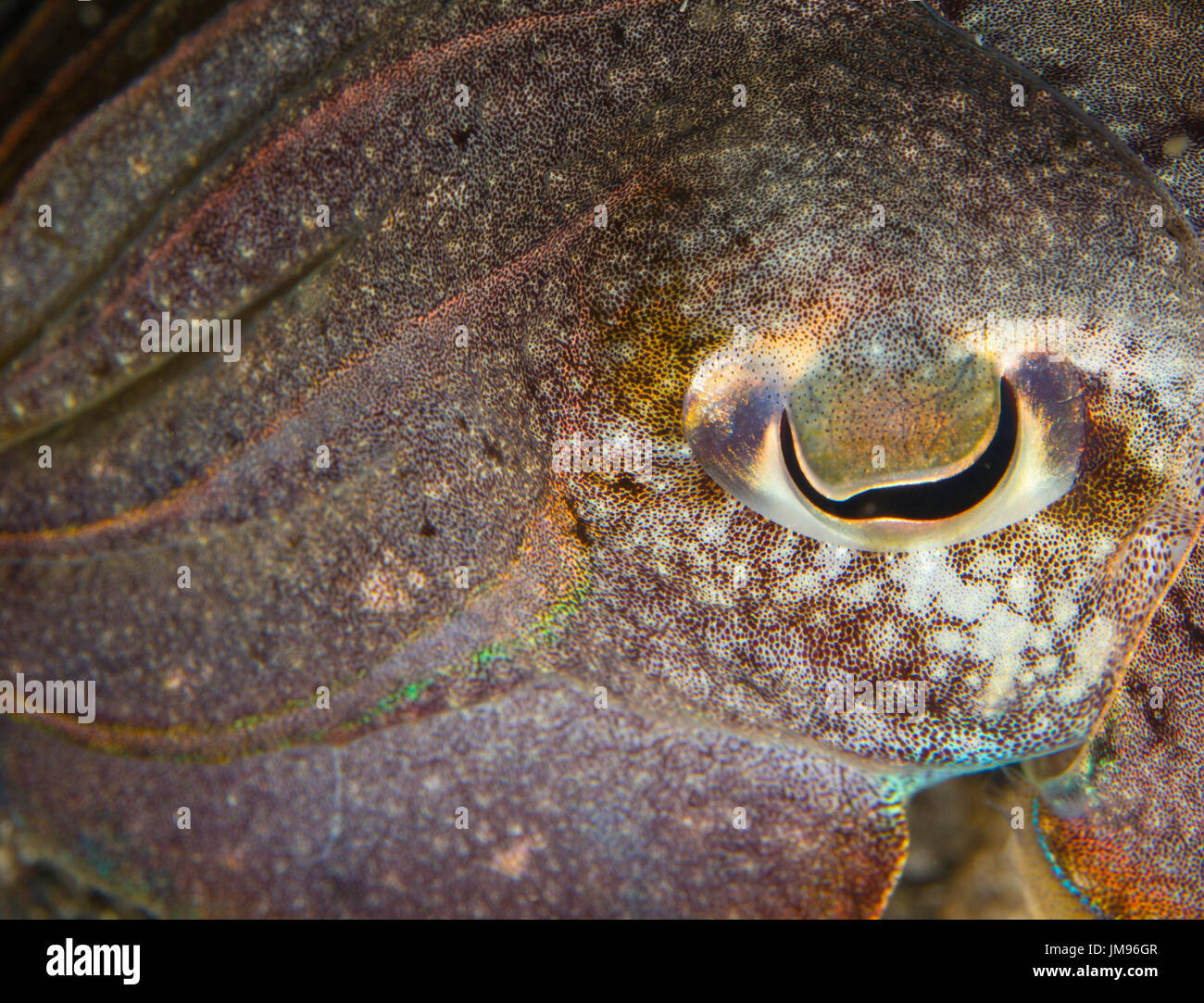 Exotic fish species of the world Stock Photo - Alamy