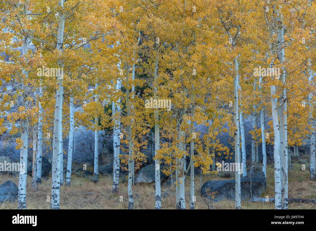 Aspen trees inyo national forest hi-res stock photography and images ...