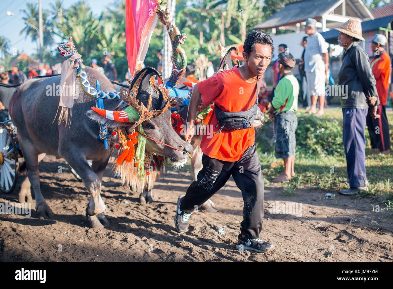 NEGARA, BALI, INDONESIA - JULY 16: Traditional buffalo race known as ...