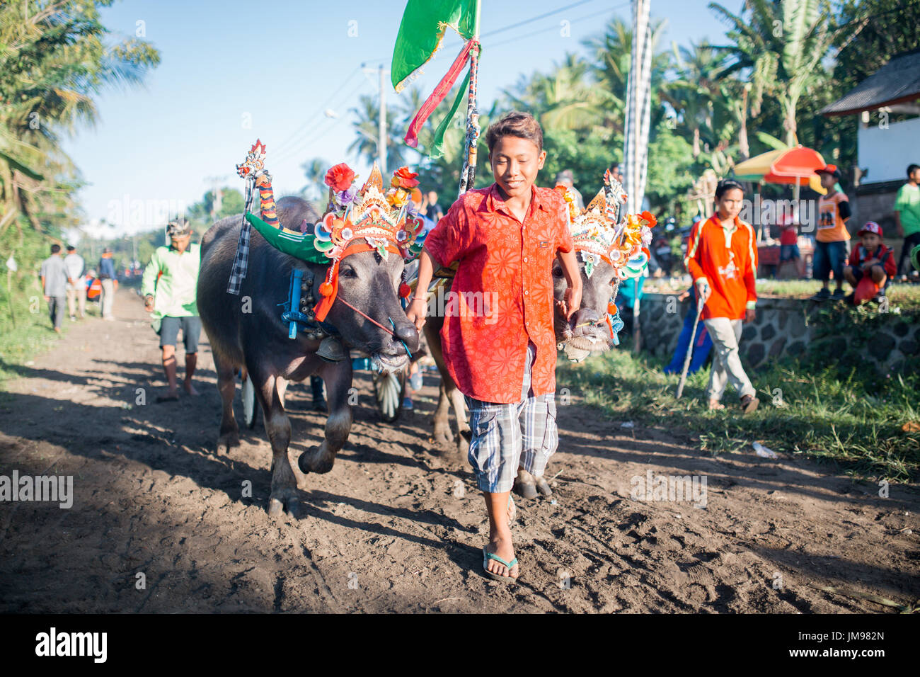 NEGARA, BALI, INDONESIA - JULY 16: Traditional buffalo race known as ...