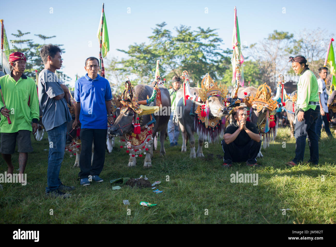 NEGARA, BALI, INDONESIA - JULY 16: Traditional buffalo race known as ...