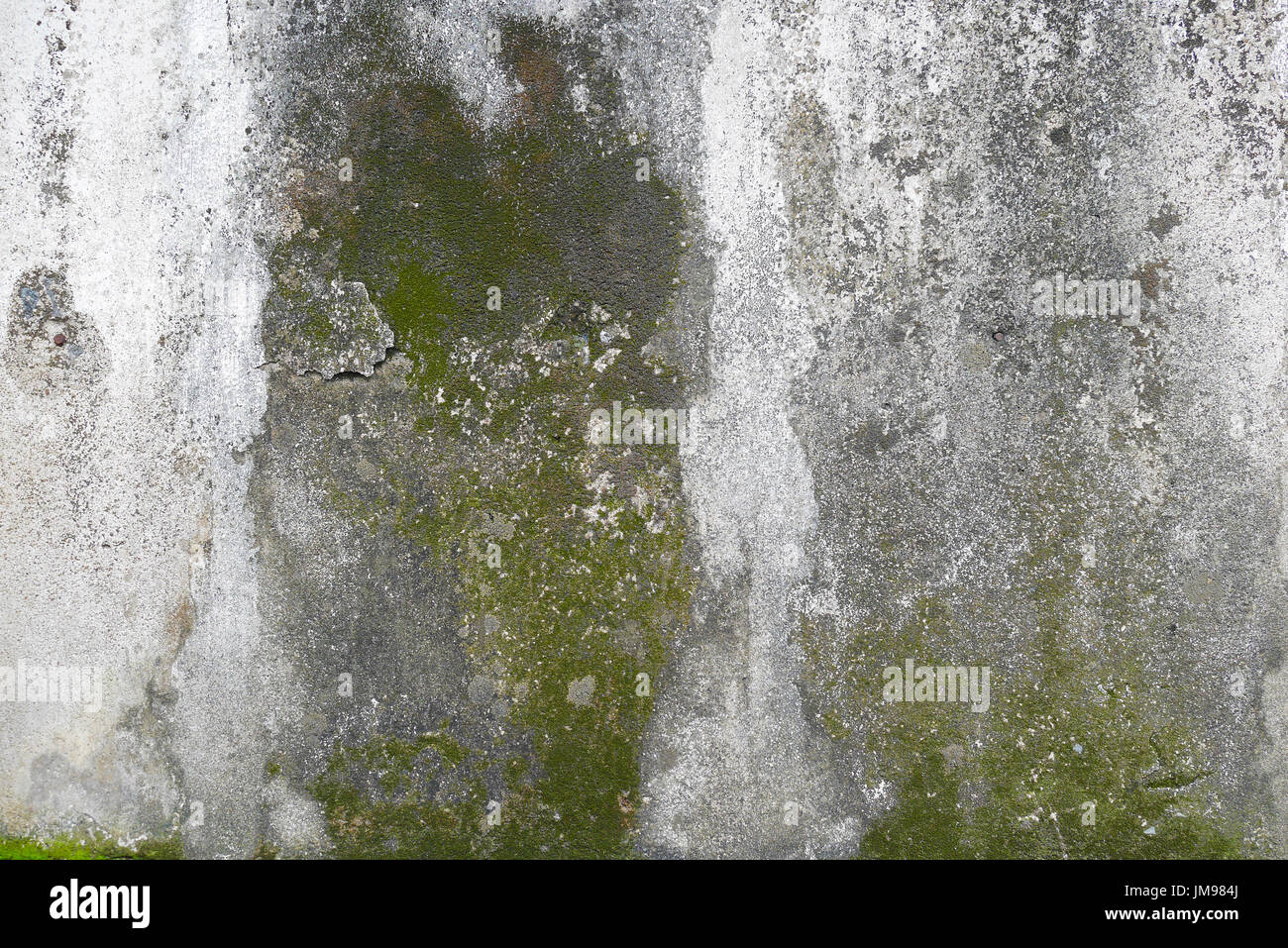 concrete wall with grunge texture and moss green algae , texture ...