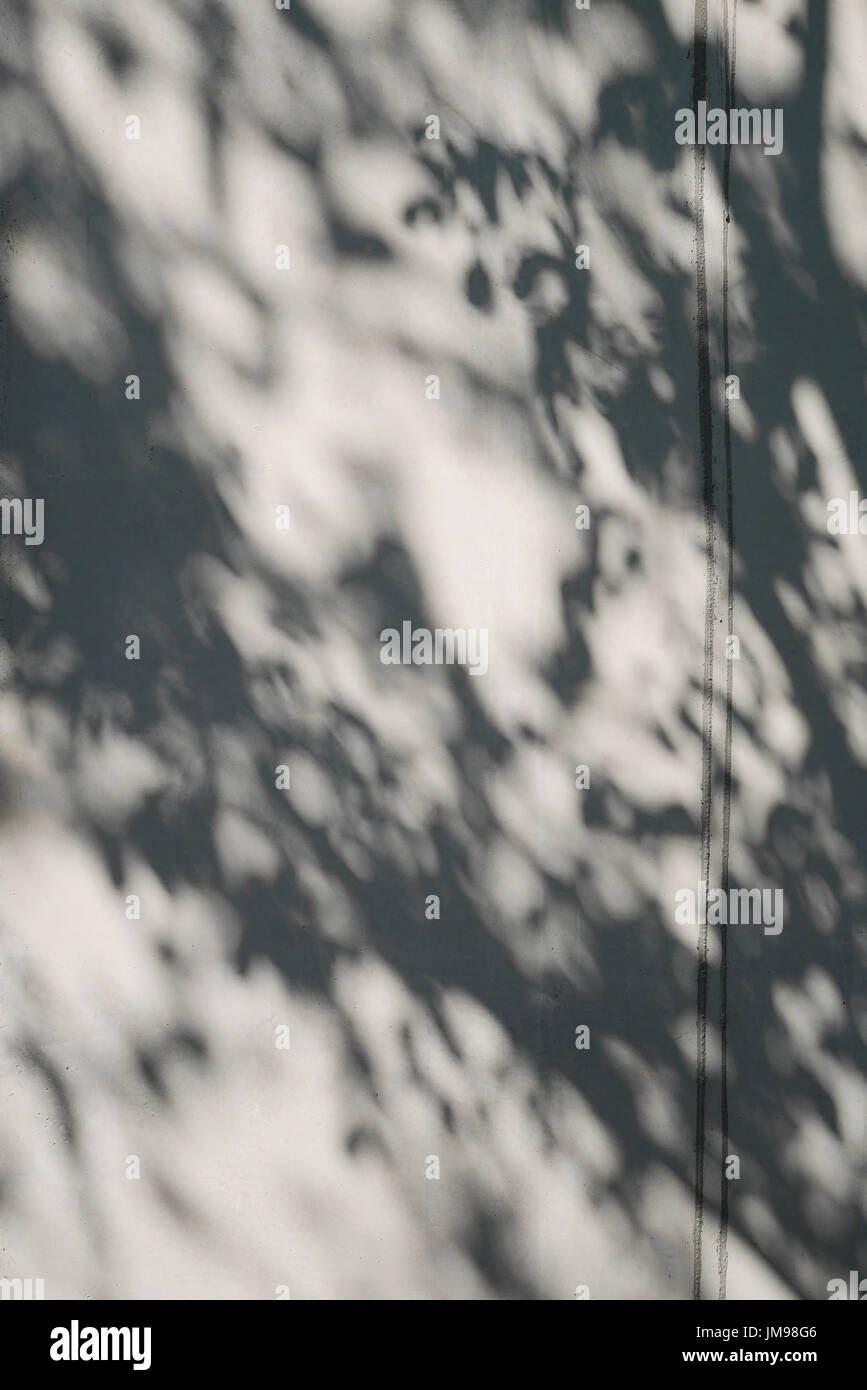tree shadow on the white concrete wall pattern Stock Photo - Alamy
