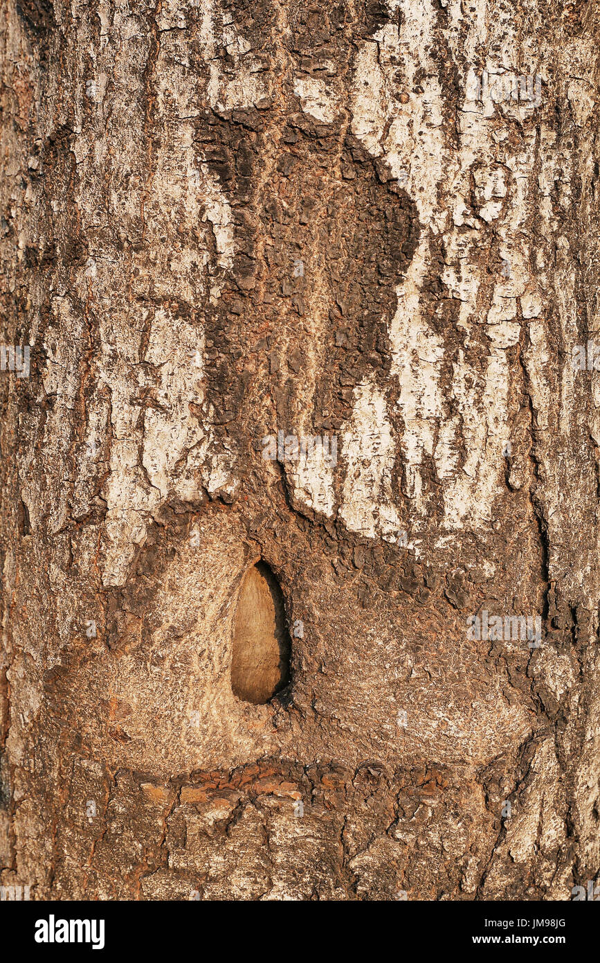 Tree bark texture,abstract background and texture Stock Photo - Alamy