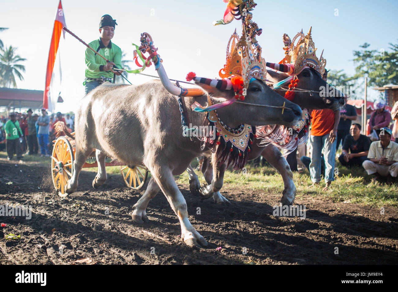 NEGARA, BALI, INDONESIA - JULY 16: Traditional buffalo race known as ...