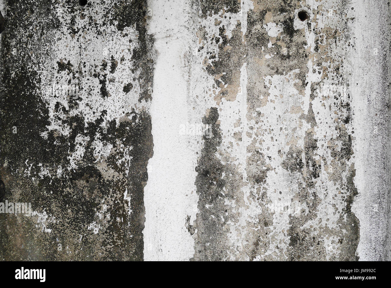 concrete wall with grunge texture and moss green algae , texture ...