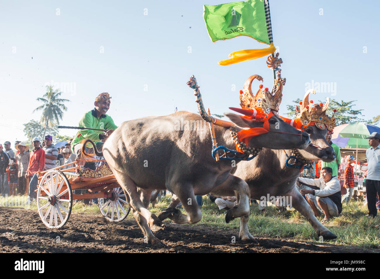 NEGARA, BALI, INDONESIA - JULY 16: Traditional buffalo race known as ...