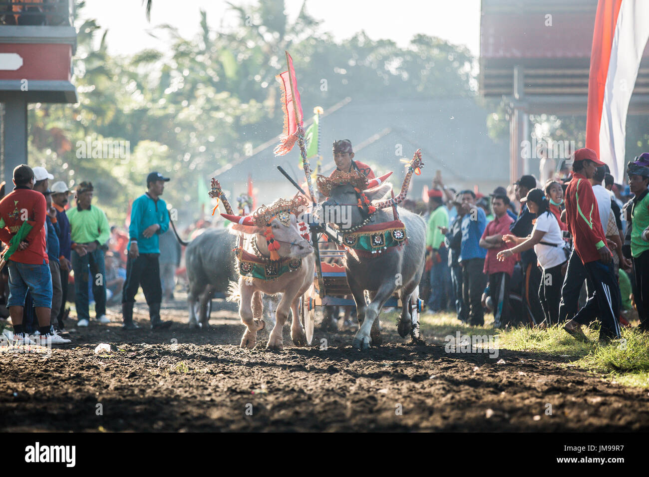 NEGARA, BALI, INDONESIA - JULY 16: Traditional buffalo race known as ...