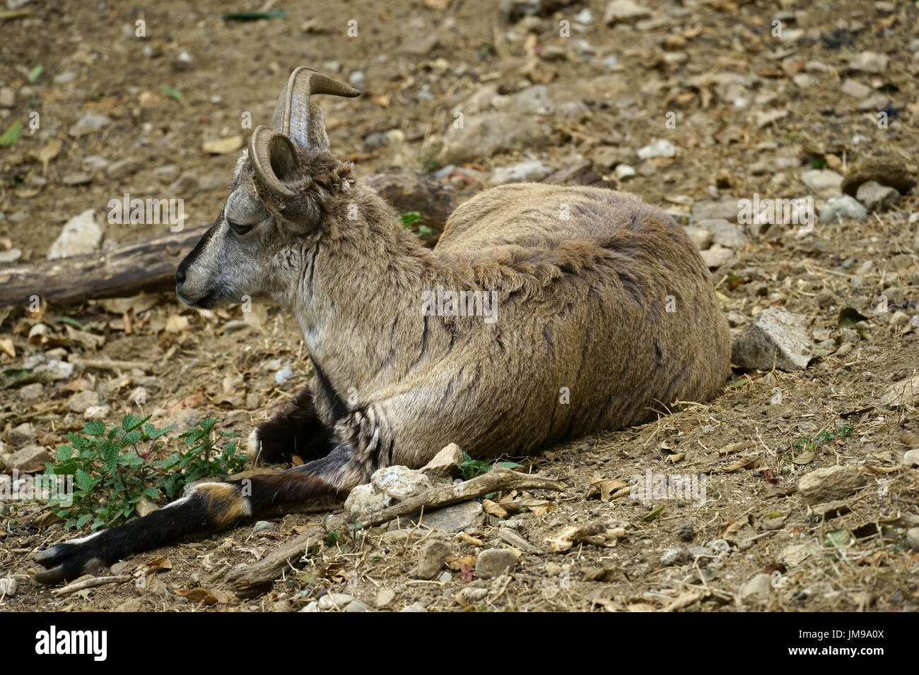 Bharal or Blue Sheep (Pseudois nayaur), male, captive, Daarjeeling Zoo ...