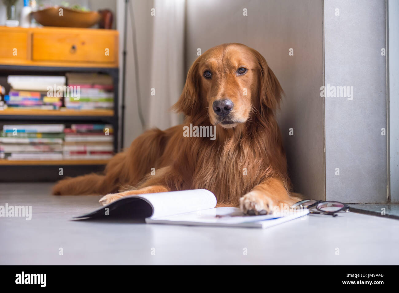 Dog golden retriever lying reading hi-res stock photography and images ...