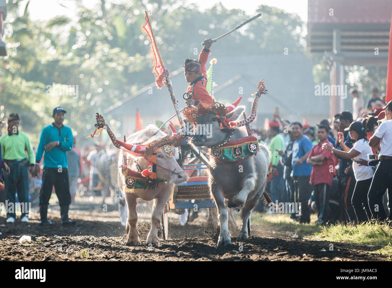 NEGARA, BALI, INDONESIA - JULY 16: Traditional buffalo race known as ...