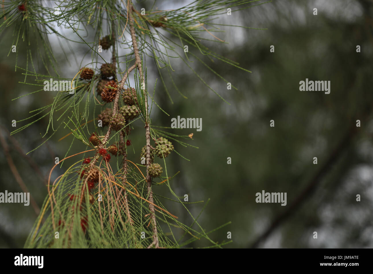 pines are long-lived tree,pine trees are evergreen,pine tree with wind ...