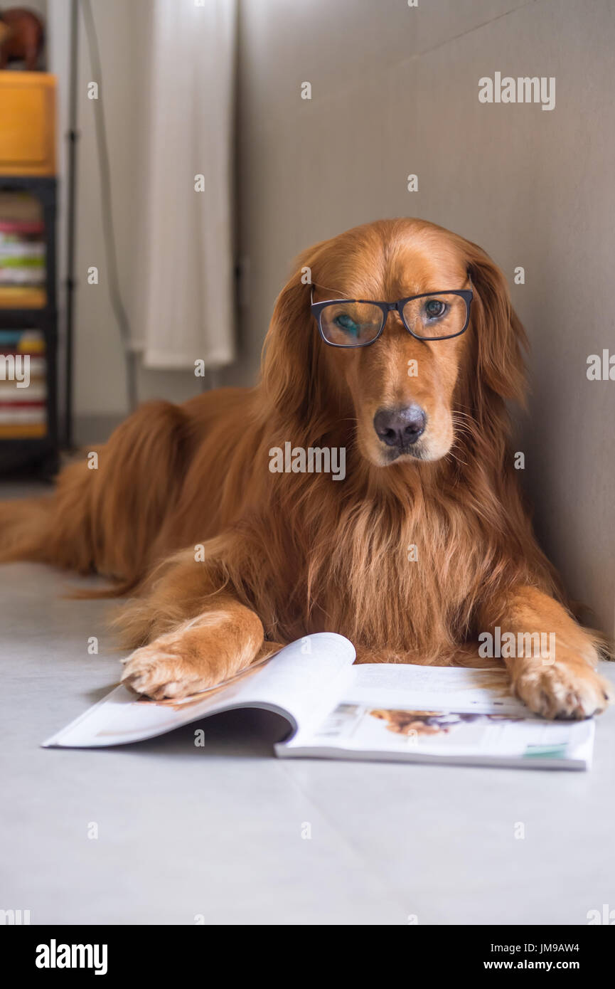 Golden Retriever in reading Stock Photo - Alamy