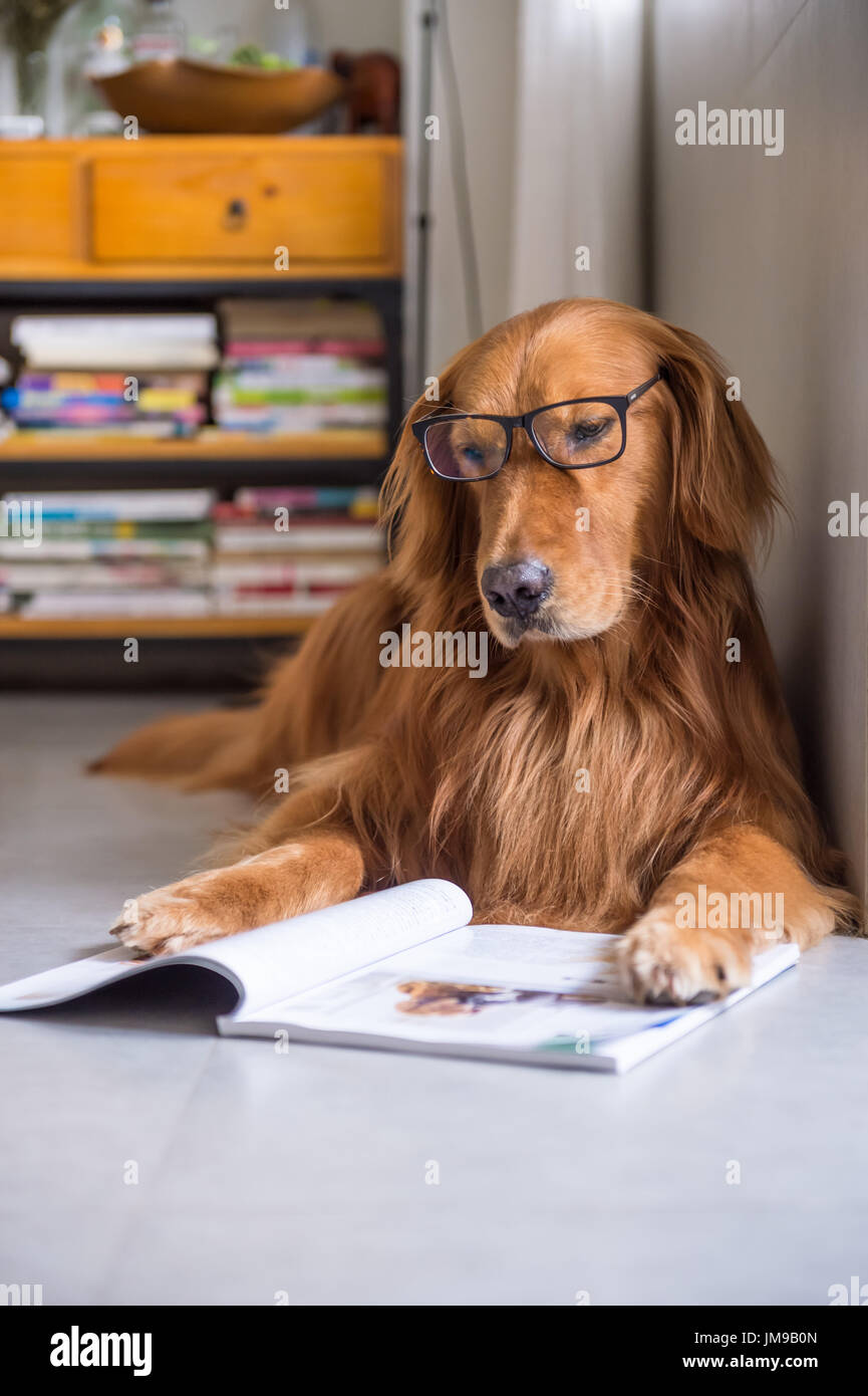 Golden Retriever in reading Stock Photo - Alamy