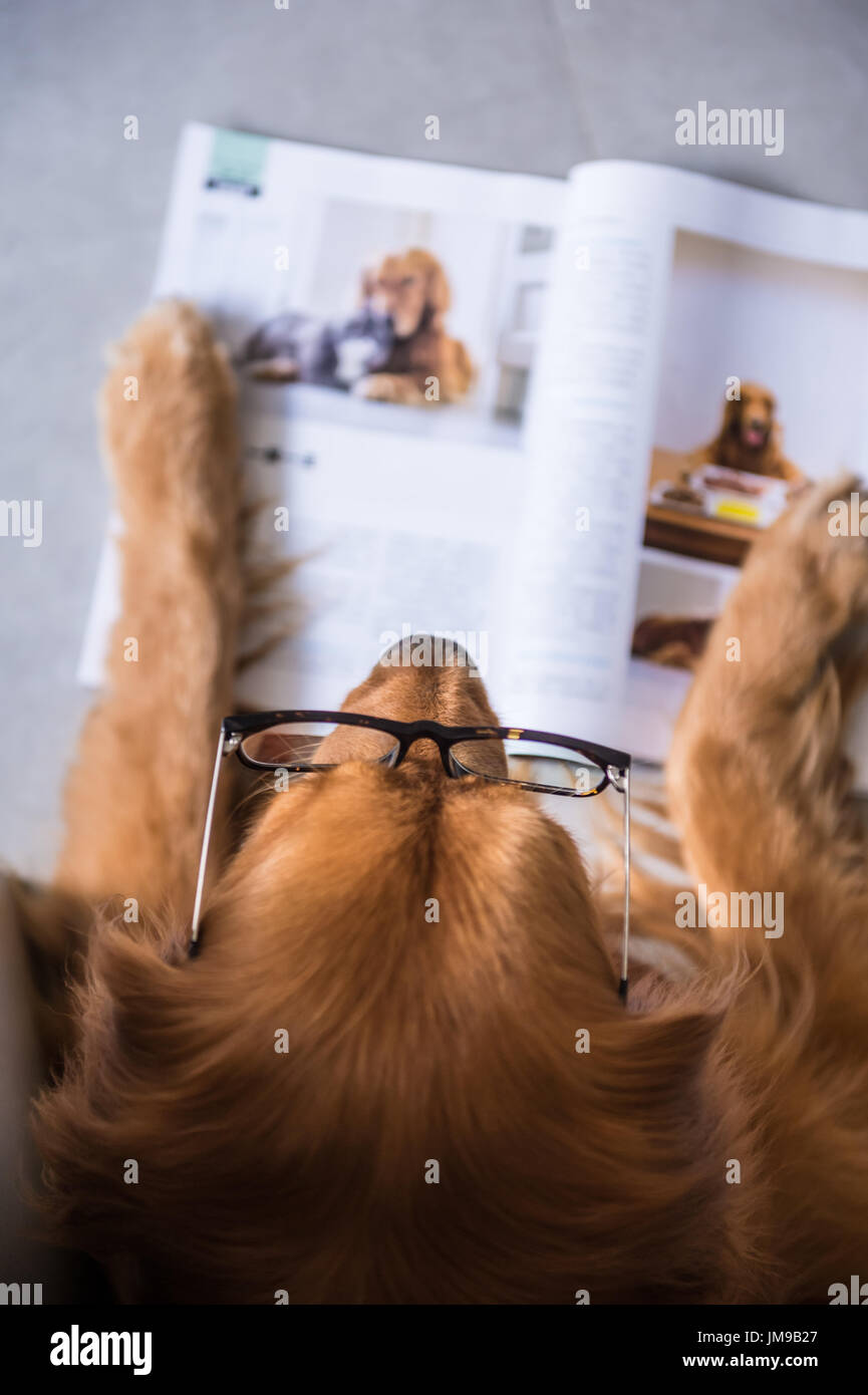 Golden Retriever in reading Stock Photo - Alamy