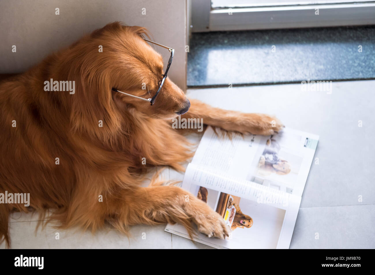 Golden Retriever in reading Stock Photo - Alamy