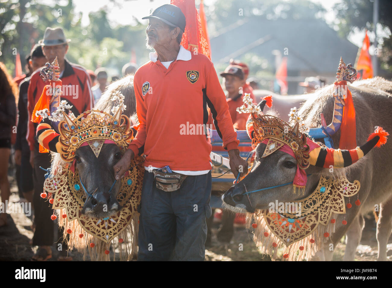 NEGARA, BALI, INDONESIA - JULY 16: Traditional buffalo race known as ...