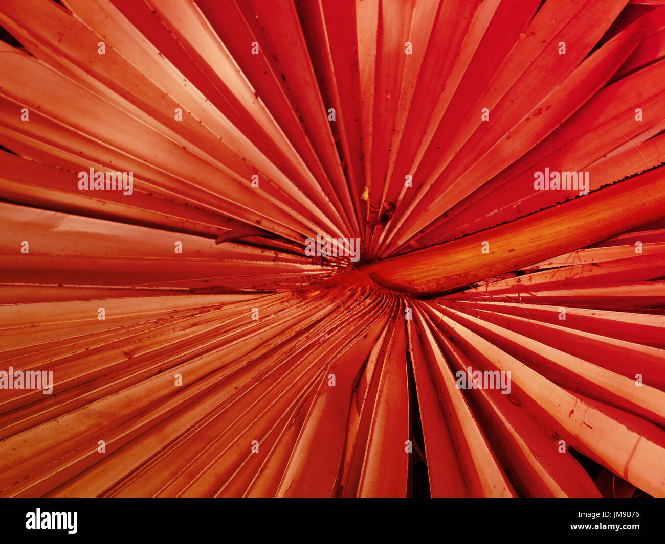 Radias hi-res stock photography and images - Alamy