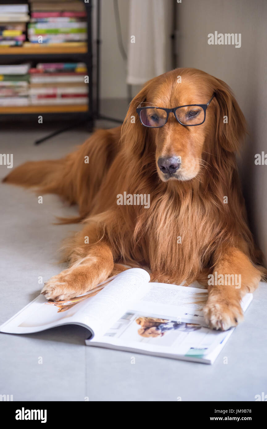 Golden Retriever in reading Stock Photo - Alamy