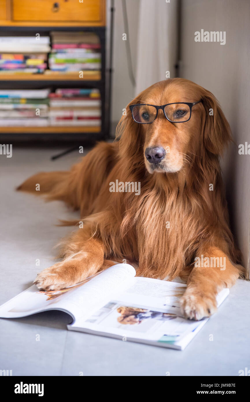 Golden Retriever in reading Stock Photo - Alamy