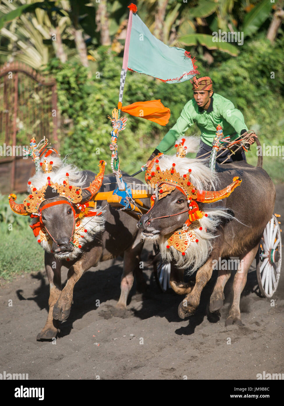 NEGARA, BALI, INDONESIA - JULY 16: Traditional buffalo race known as ...