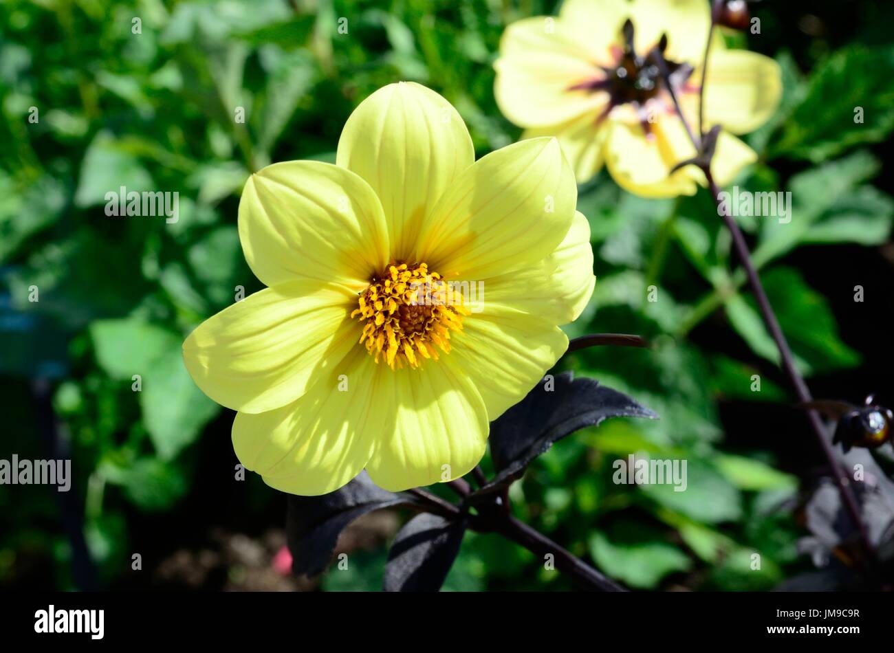 Mid green floiage hi-res stock photography and images - Alamy