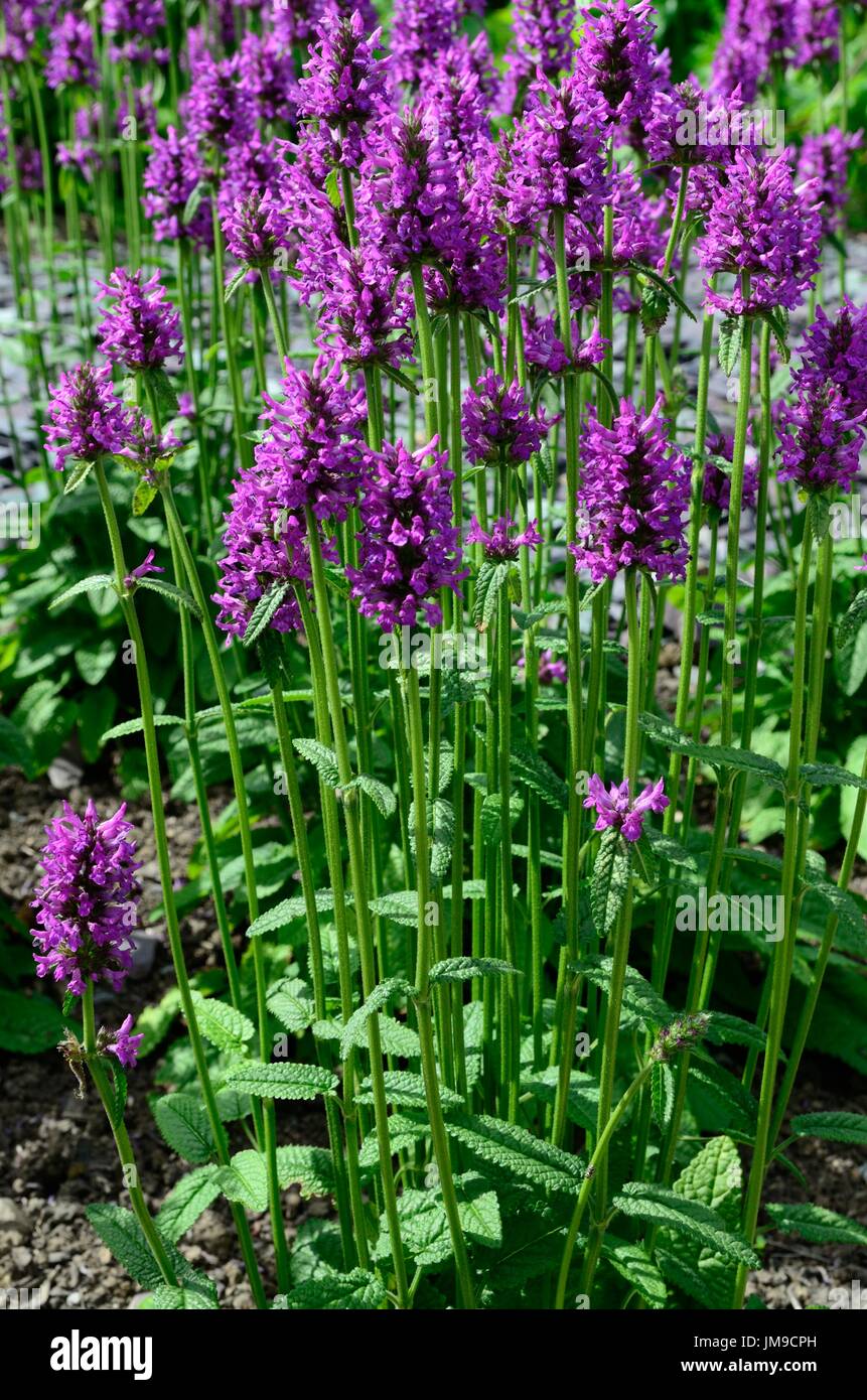 Hedgenettle hi-res stock photography and images - Alamy