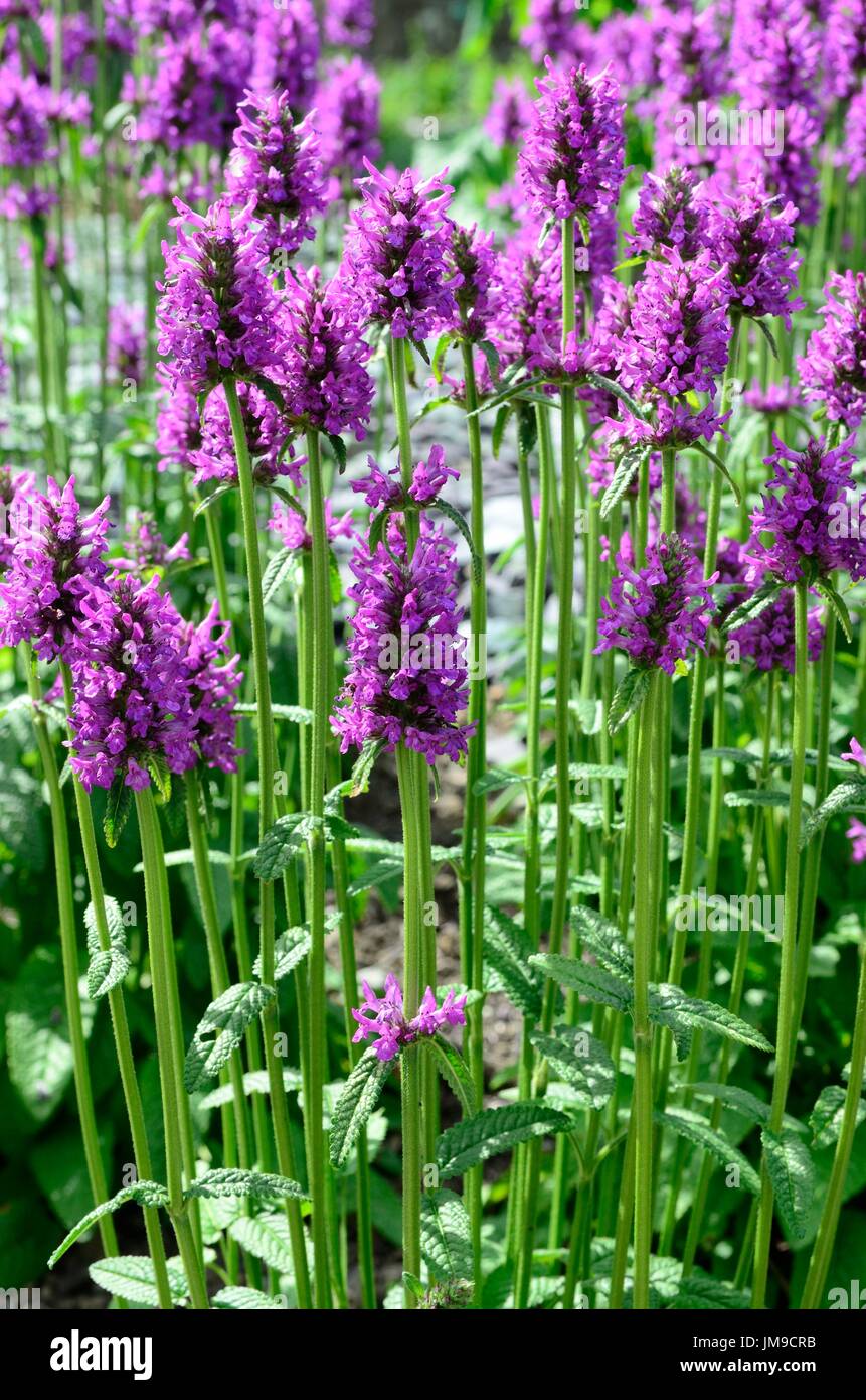 Stachys officialis hi-res stock photography and images - Alamy
