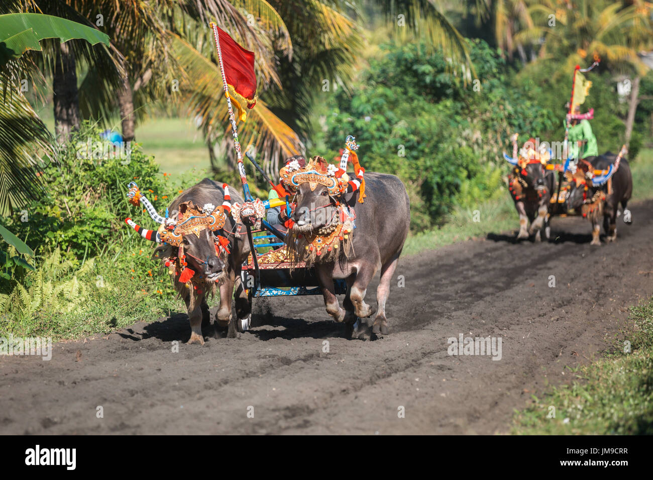 Makepung - traditional balinese bull races held in Jembrana Regency ...