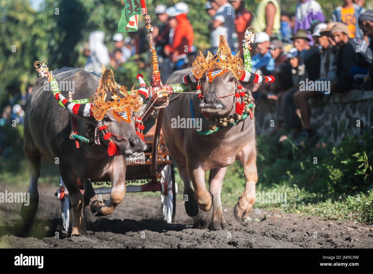 Bullock cart races hi-res stock photography and images - Alamy