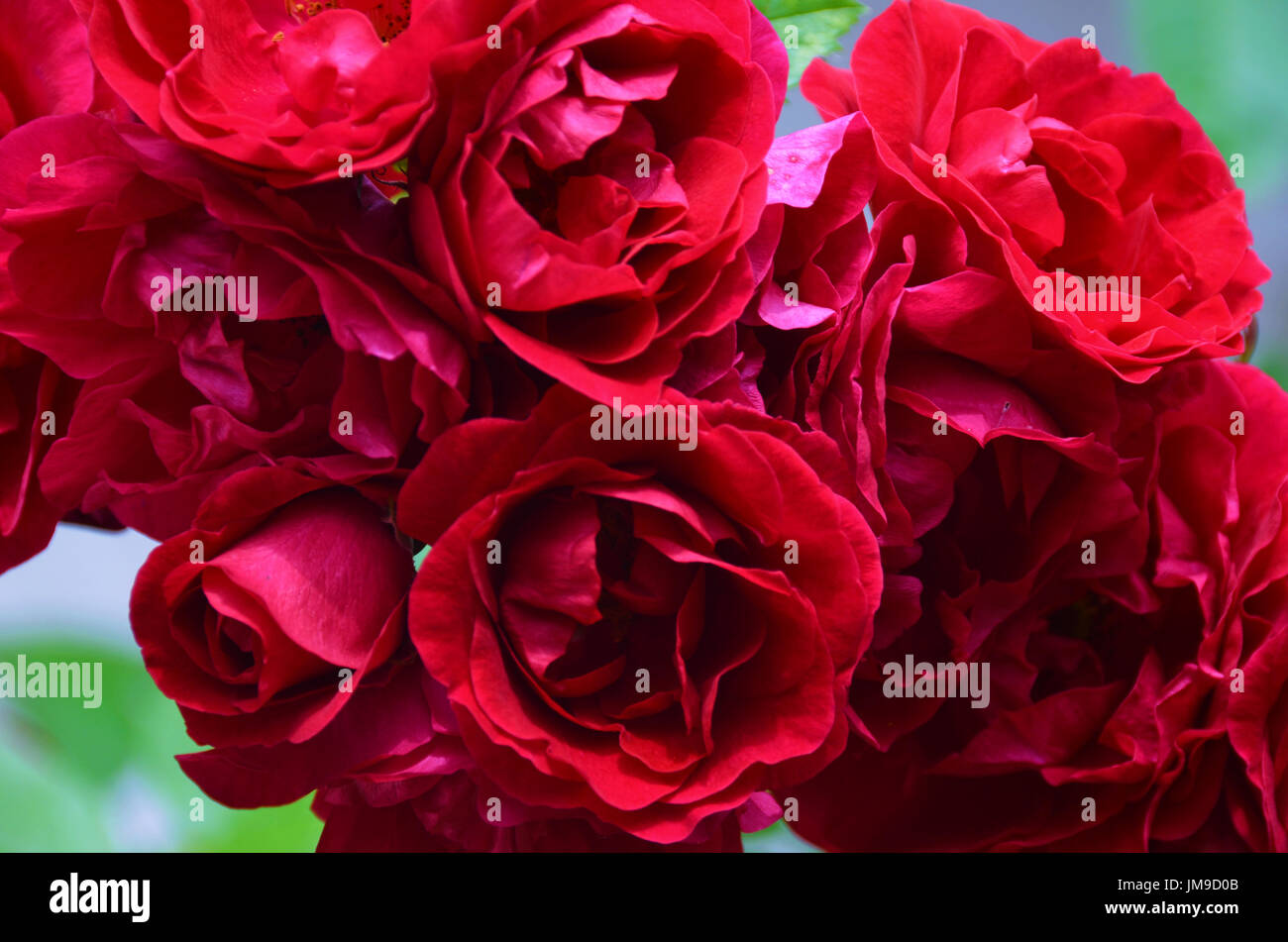blooming red rose bush Stock Photo - Alamy