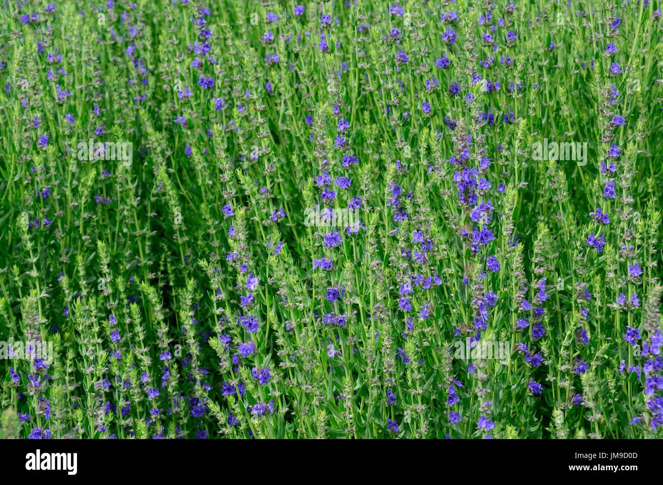 Hyssop officinalis herb growing in an organic herb garden Stock Photo ...
