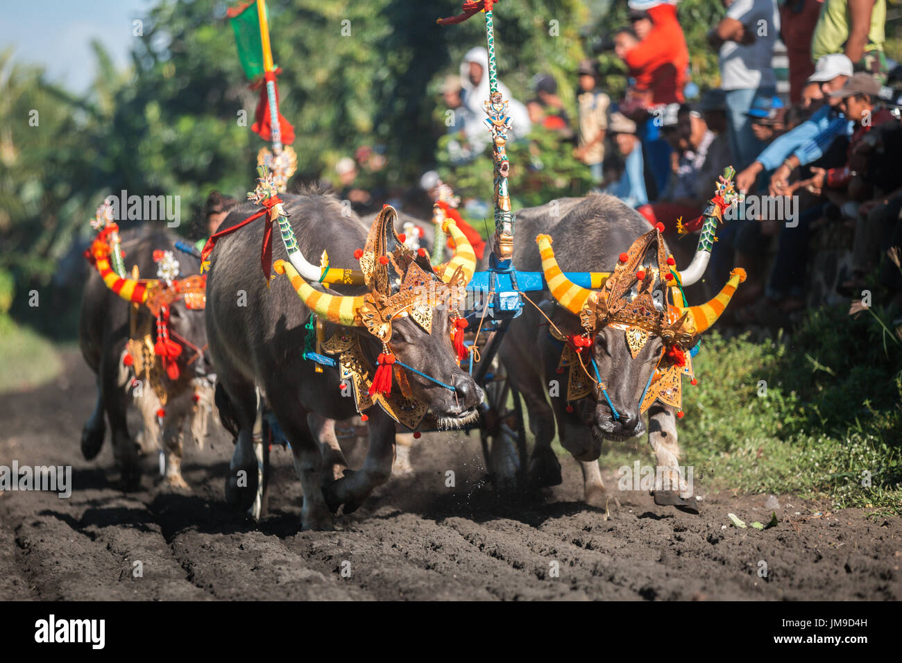 Bullock cart races hi-res stock photography and images - Alamy