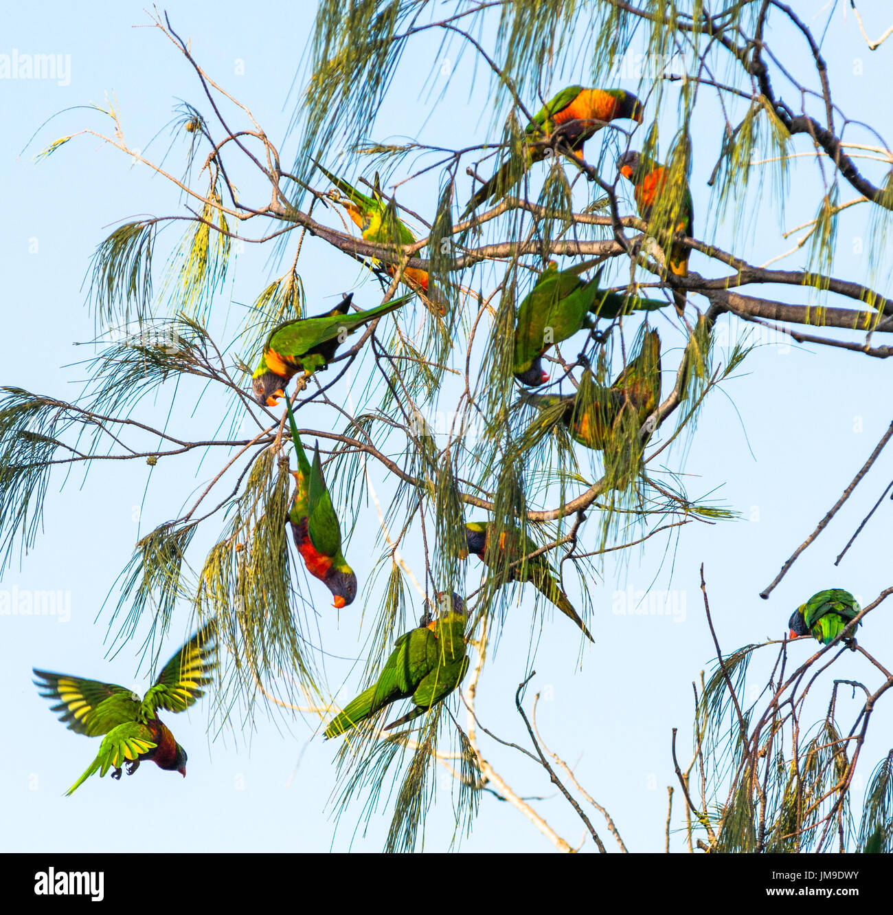 Swarming birds hi-res stock photography and images - Alamy