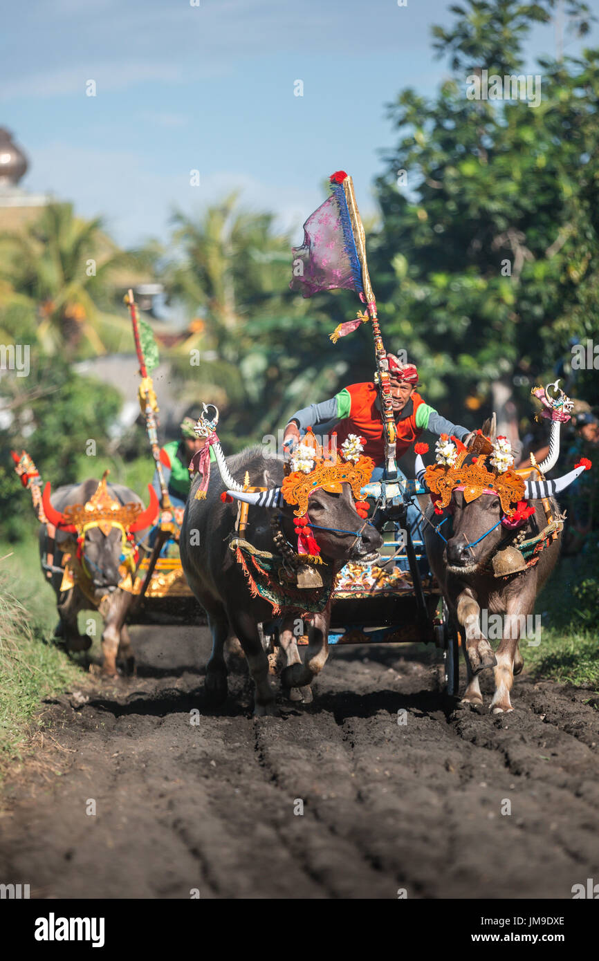 NEGARA, BALI, INDONESIA - JULY 16: Traditional buffalo race known as ...
