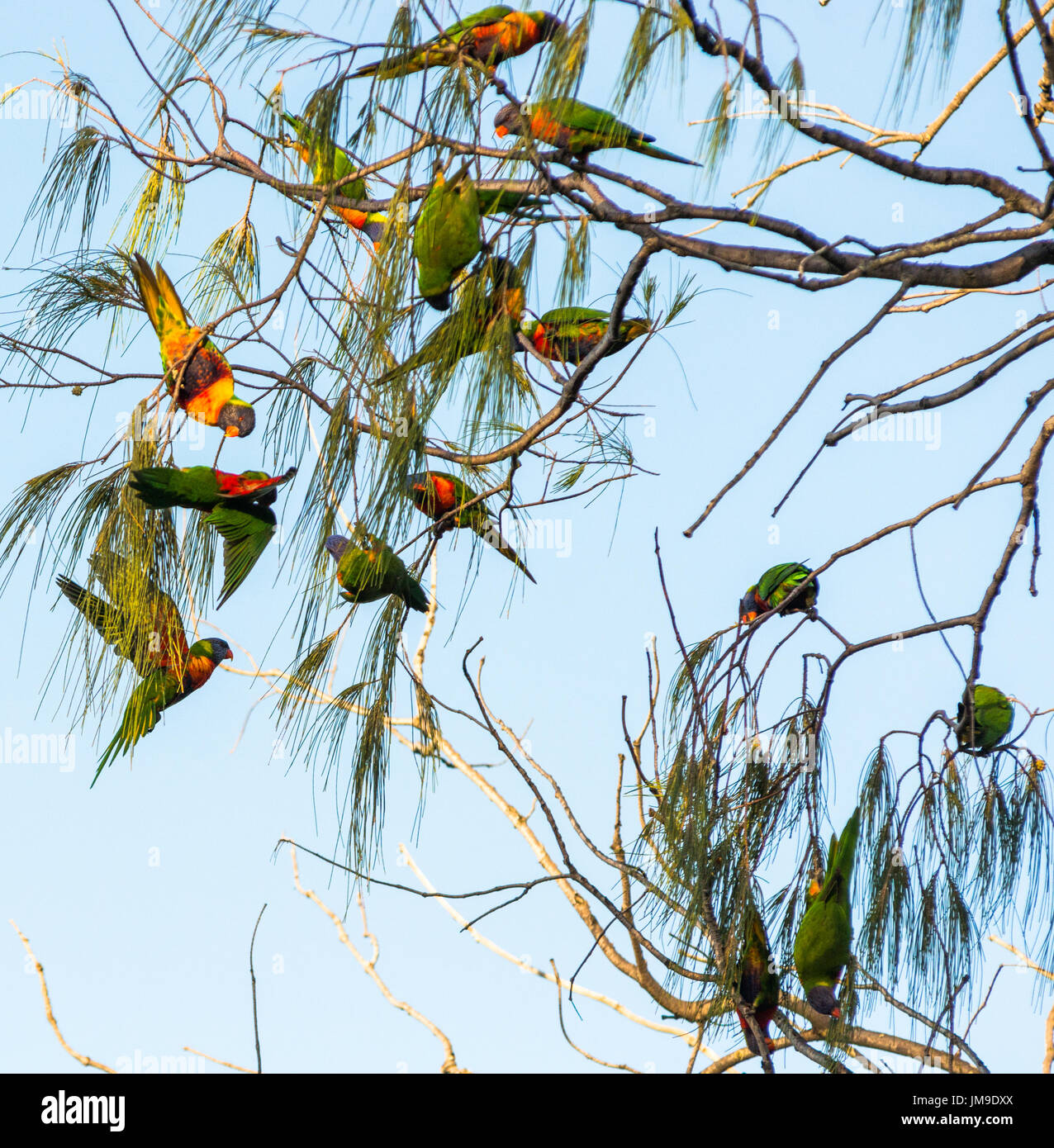 Swarming birds hi-res stock photography and images - Alamy