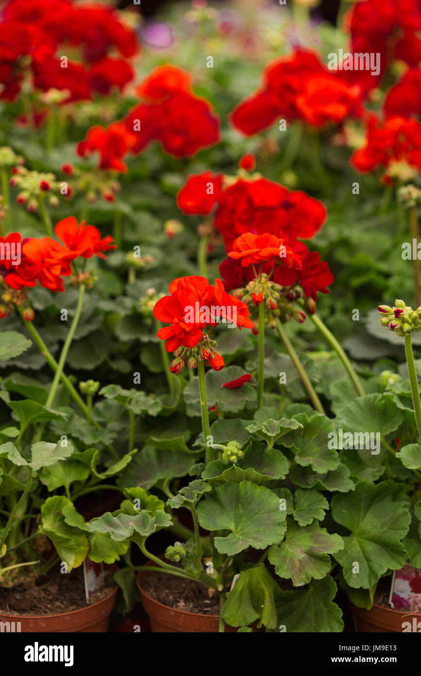 red geraniums. UK Stock Photo - Alamy