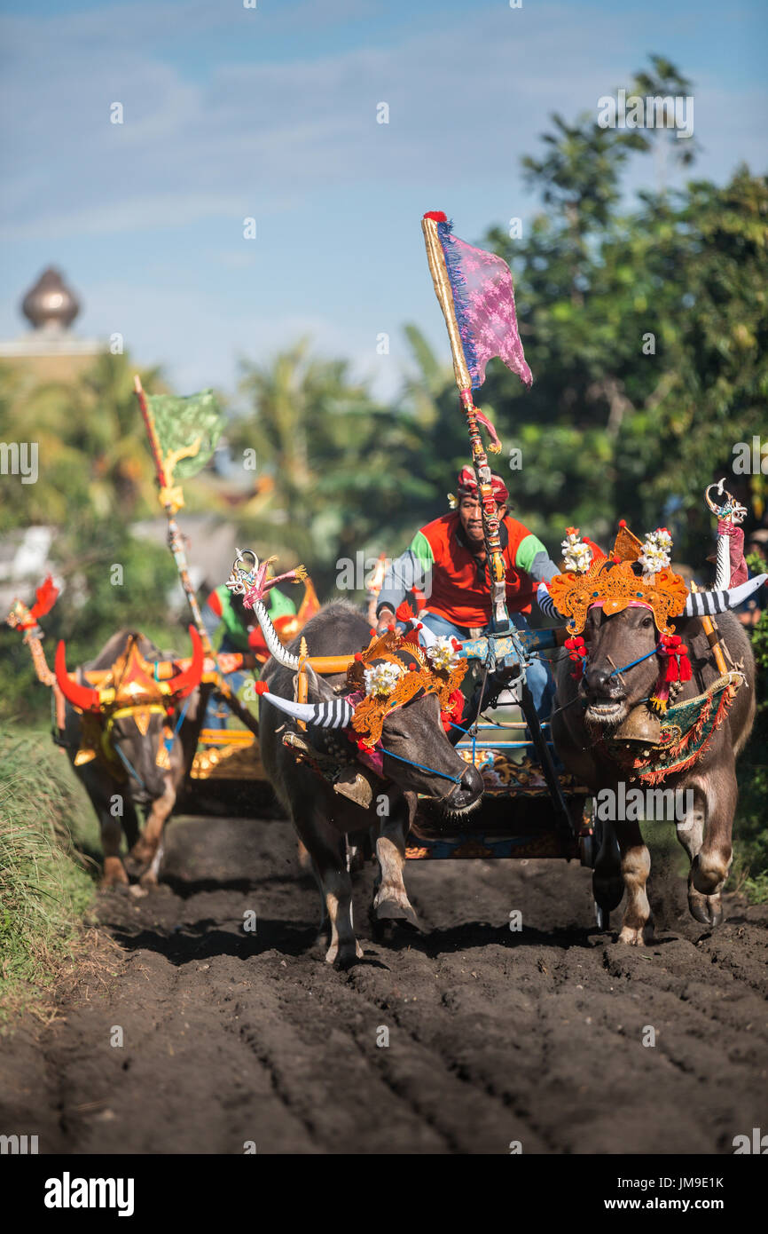 NEGARA, BALI, INDONESIA - JULY 16: Traditional buffalo race known as ...