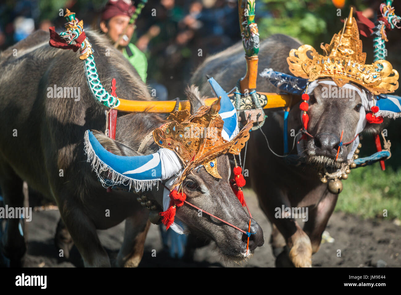 Makepung - traditional balinese bull races held in Jembrana Regency ...