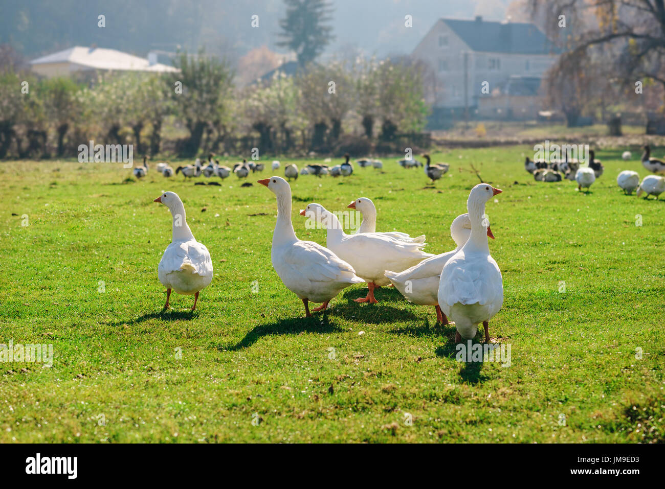 The herd of white adult geese grazing at the countryside on the farm on ...