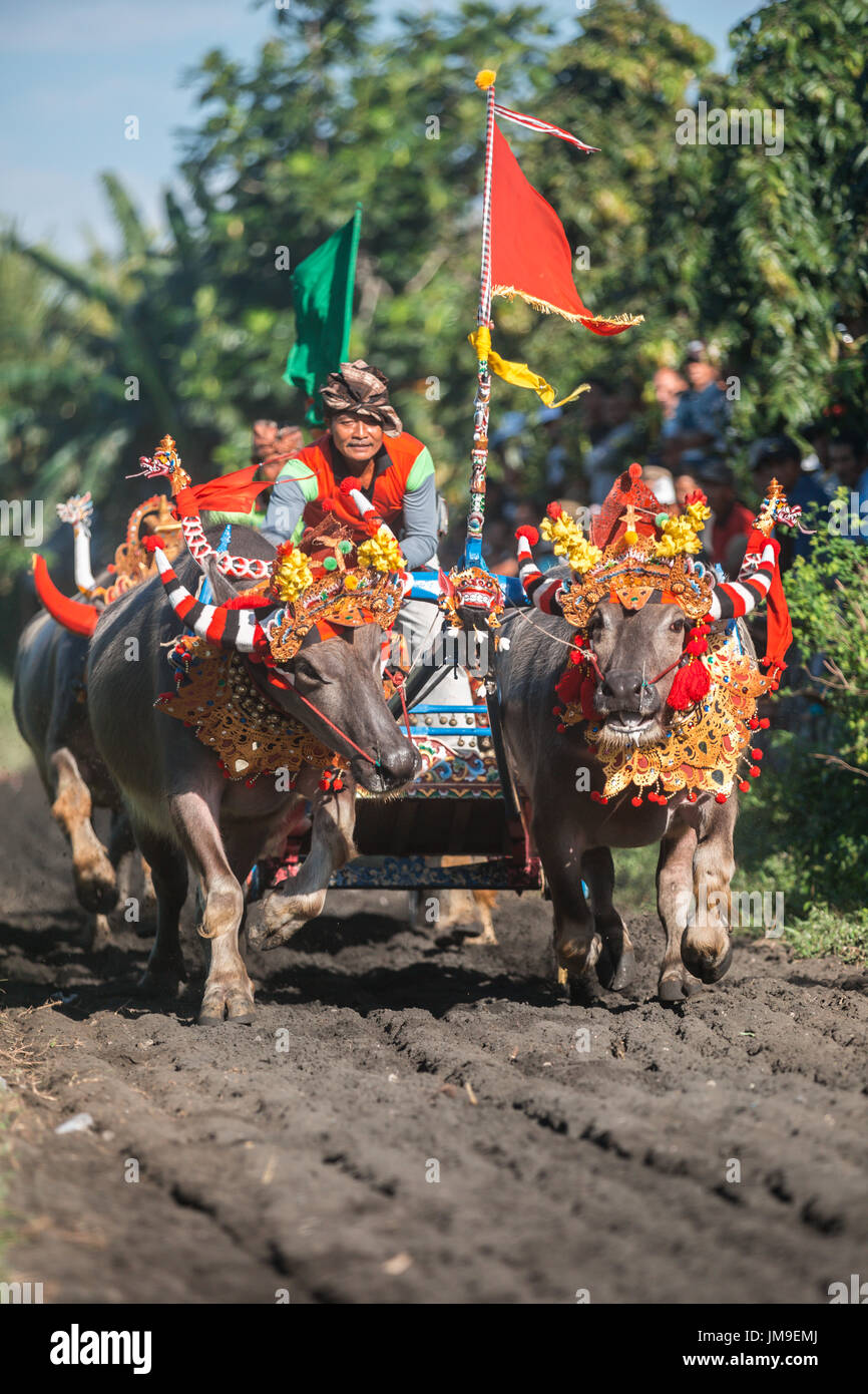 NEGARA, BALI, INDONESIA - JULY 16: Traditional buffalo race known as ...