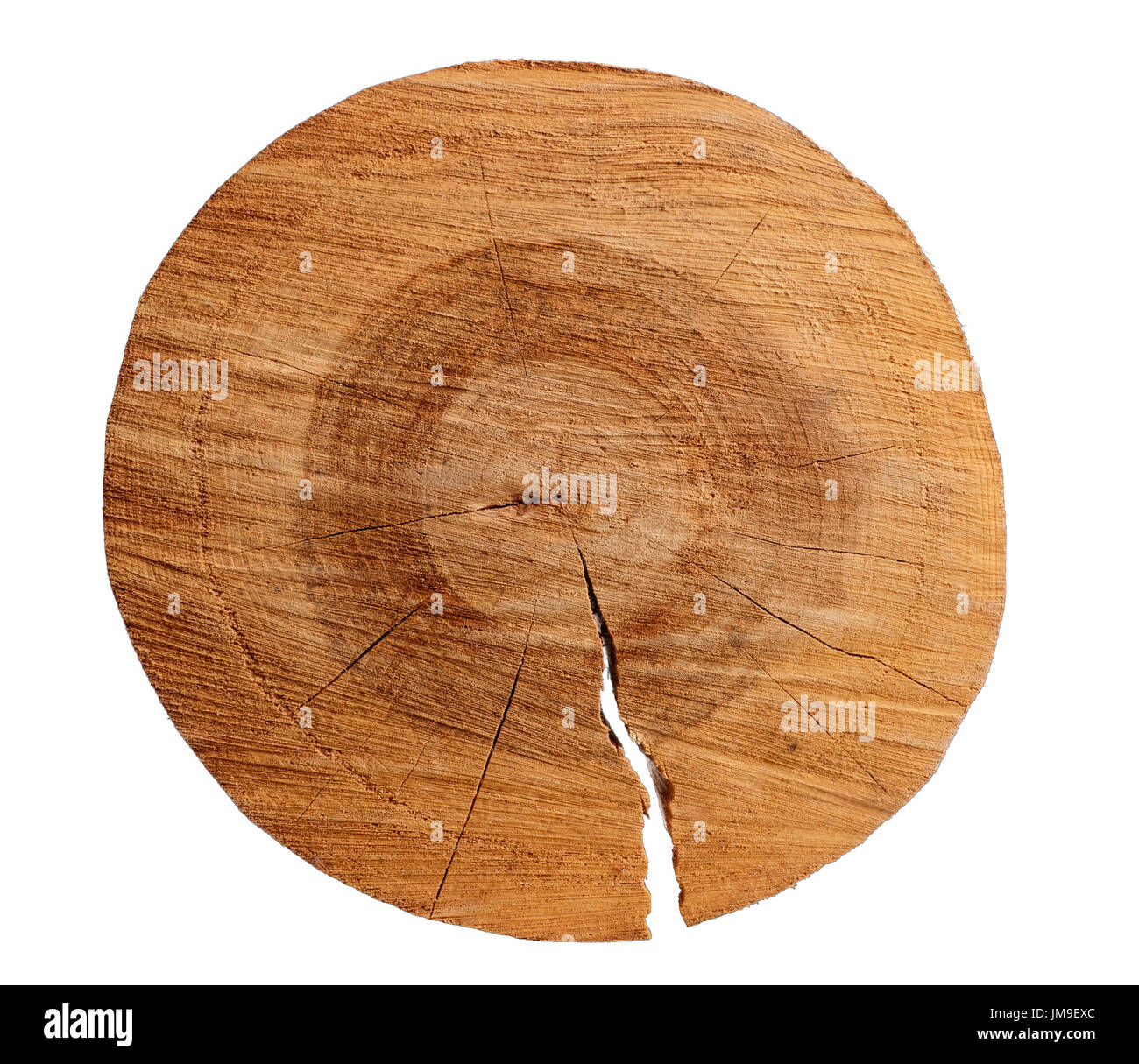 Cutted circular slice of the brown wooden log on a white isolated ...