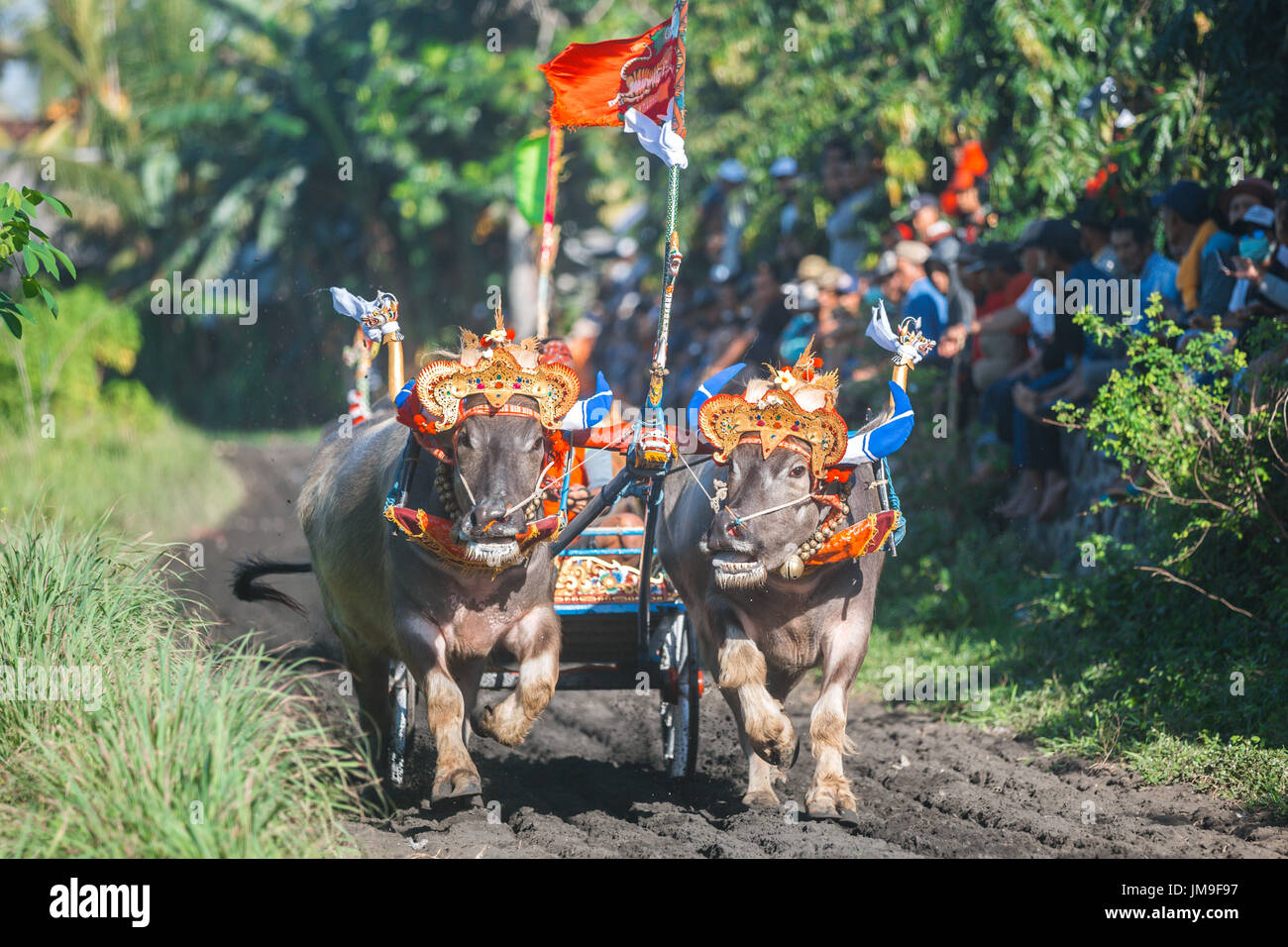 Traditional bull races hi-res stock photography and images - Alamy