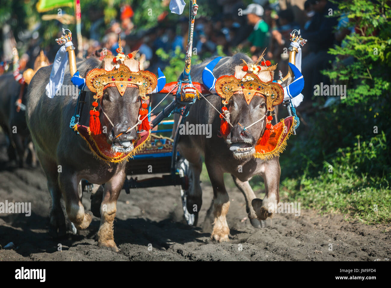 Traditional bullock cart rider hi-res stock photography and images - Alamy