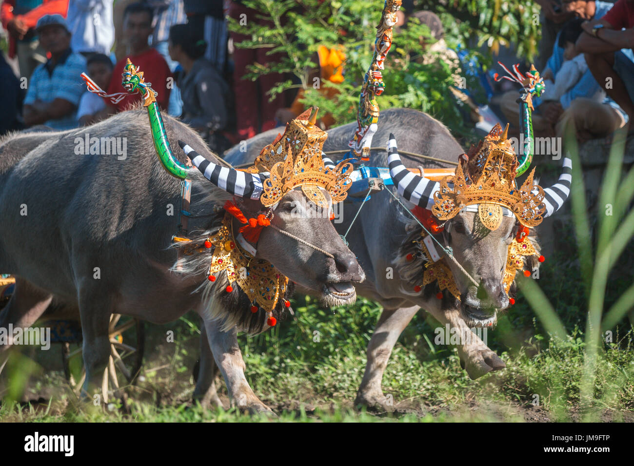 Makepung - traditional balinese bull races held in Jembrana Regency ...