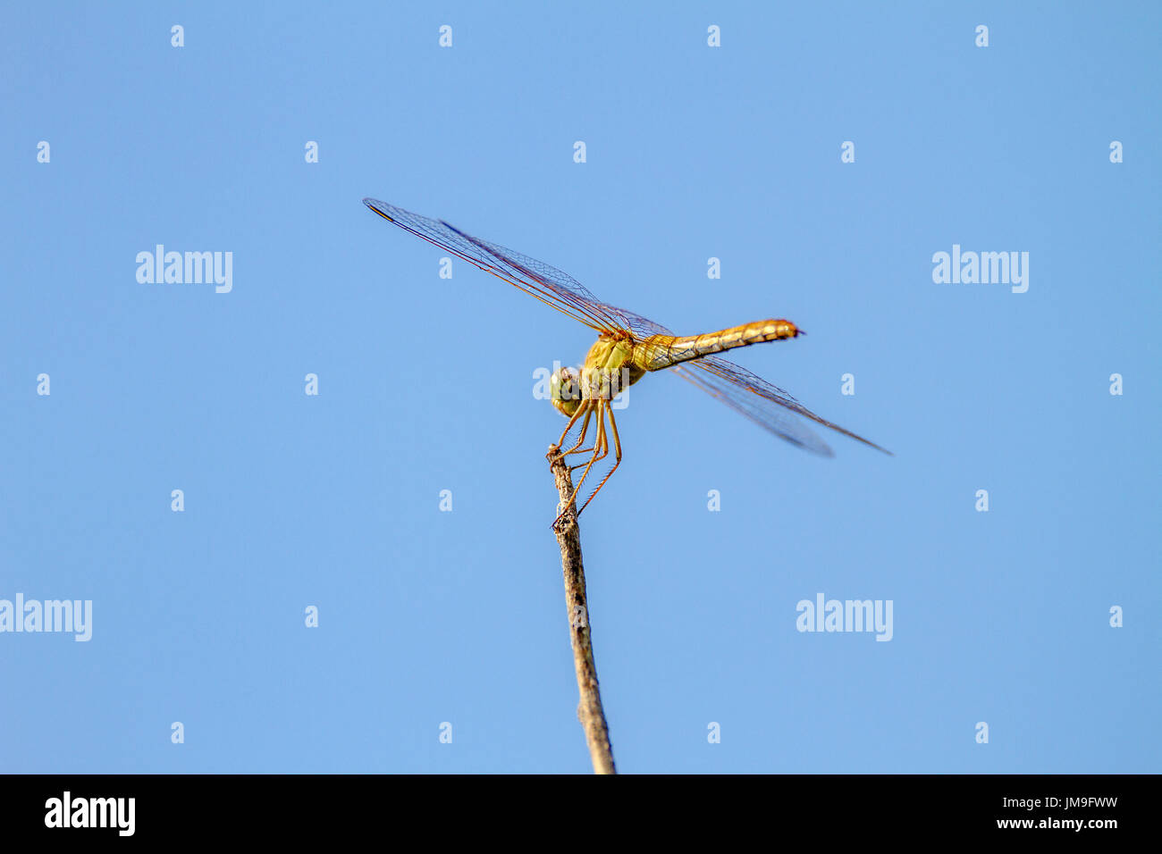 Dragonfly abdomen hi-res stock photography and images - Alamy