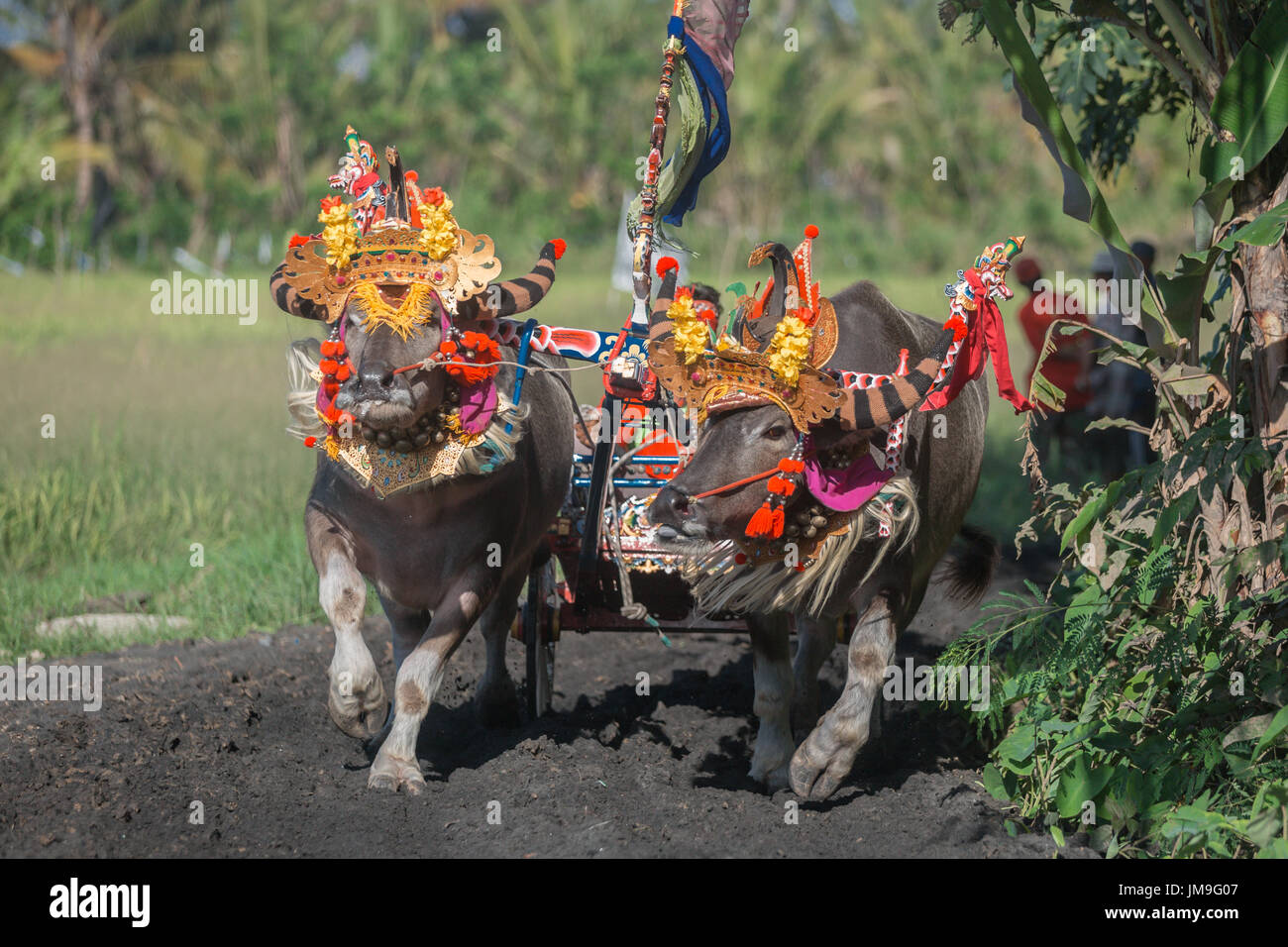 Makepung - traditional balinese bull races held in Jembrana Regency ...